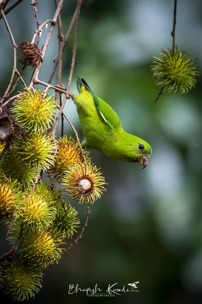 Blue-crowned Hanging-Parrot (Loriculus galgulus) - Avian Discovery