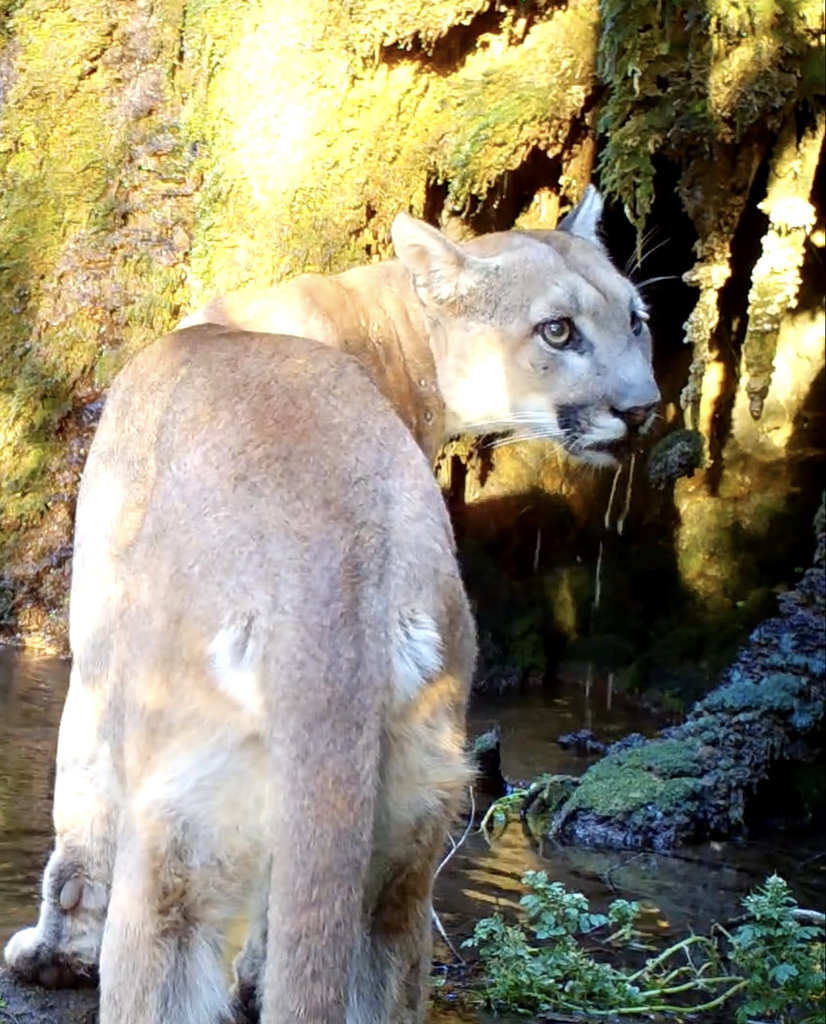 North American Mountain Lion in June 2021 by pleistocene. Male, over 15 ...