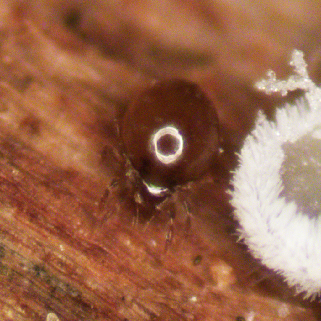 beetle mites from Gordon VIC 3345, Australia on July 17, 2021 at 01:10 ...