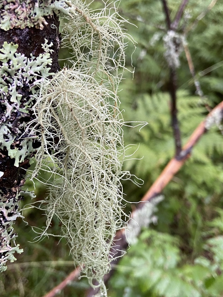 Fishbone Beard Lichen from Можайский р-н, Московская обл., Россия on ...