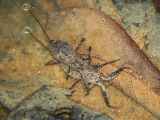 Laccotrephes from Katopa village, Lomami River on December 05, 2014 at ...