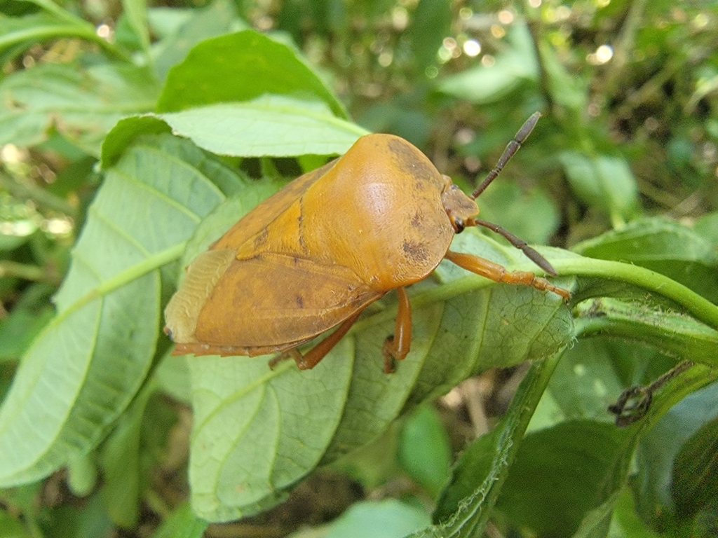 Lychee Stink Bug from Taipei, TW-TP, TW on July 17, 2021 at 11:04 AM by ...