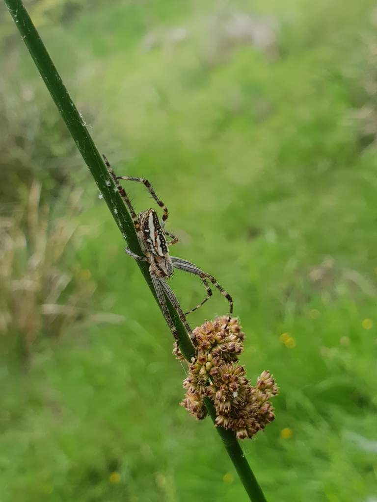 Enamelled Spider from Tea Tree TAS 7017, Australia on November 22, 2020 ...