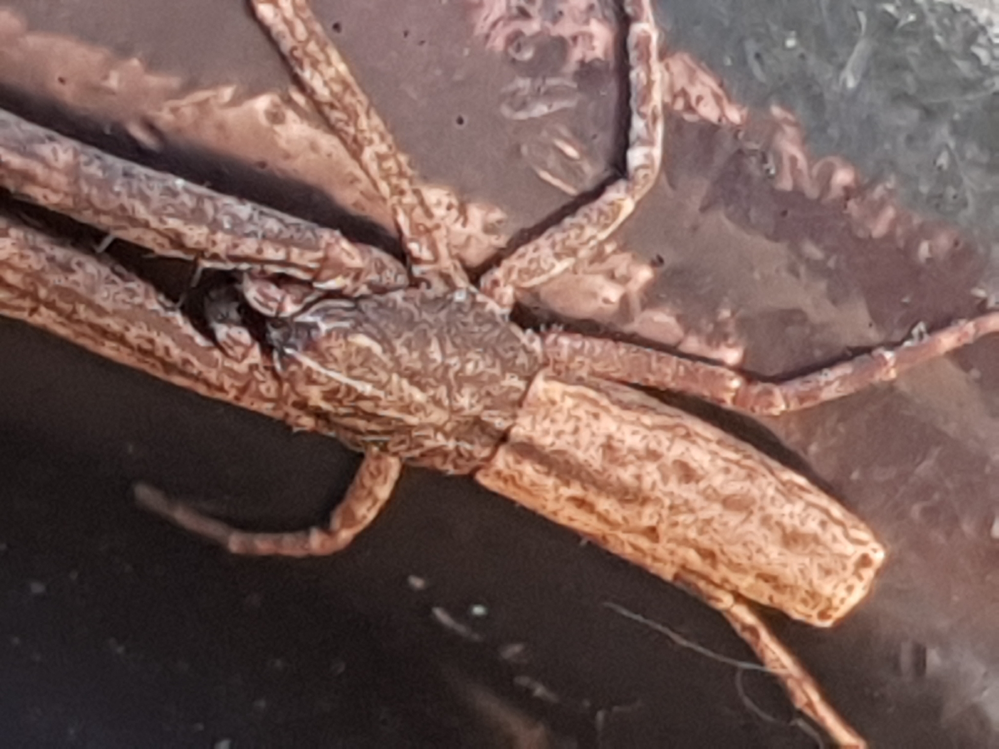 Synalus angustus (L.Koch, 1876)