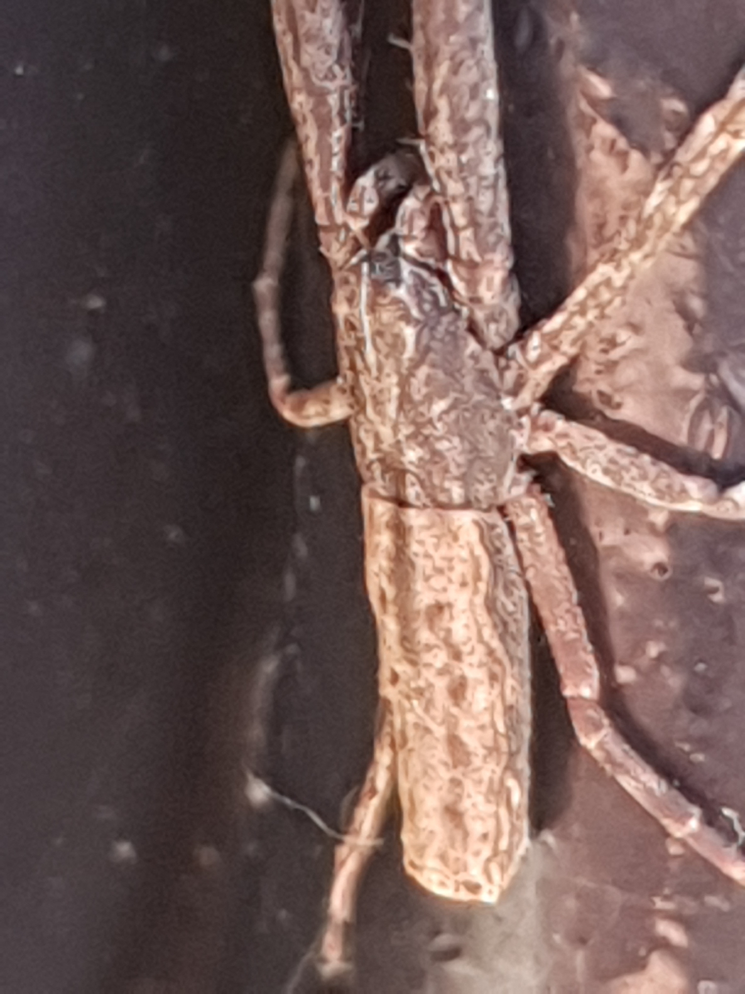 Synalus angustus (L.Koch, 1876)