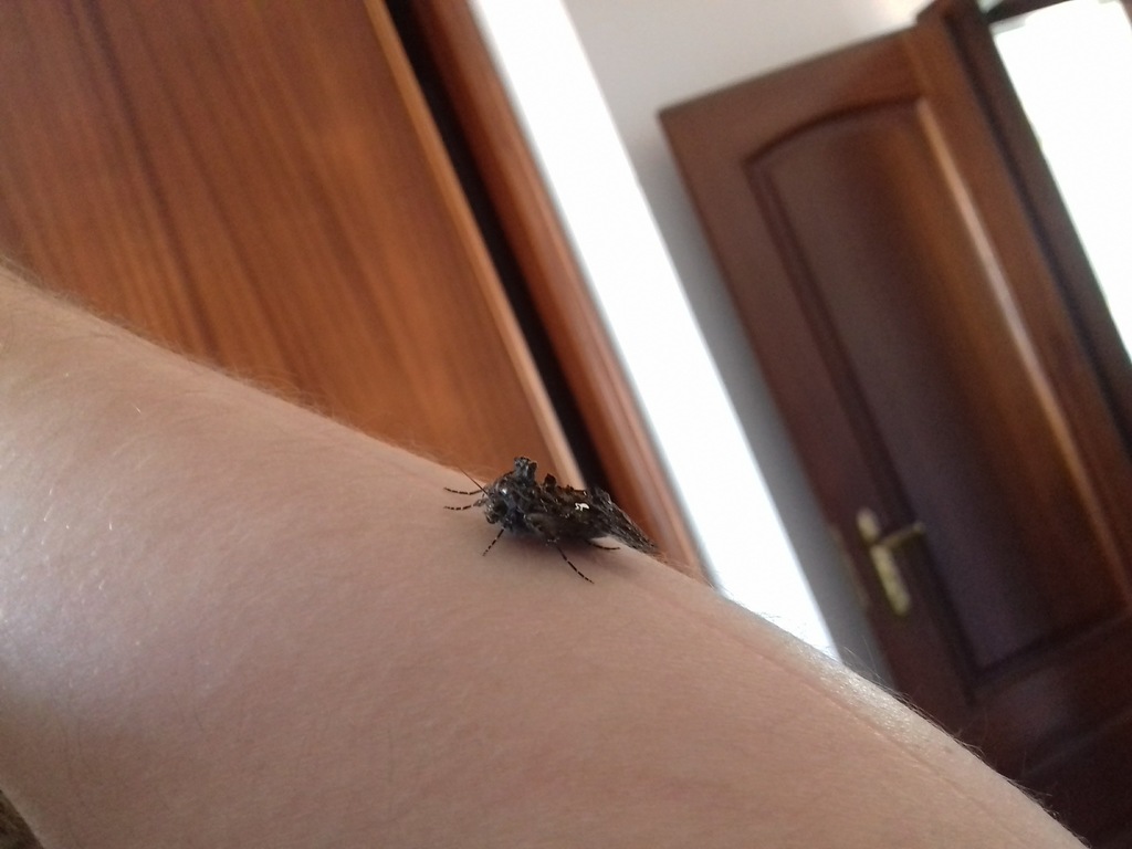 Tomato Looper from 7645 Vila Nova de Milfontes, Portugal on September ...