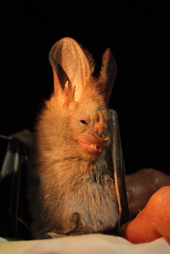 Heart-nosed bat (Cardioderma cor) - Know Your Mammals