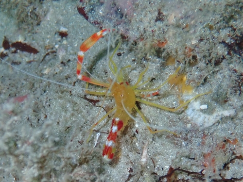 Yellowbanded Coral Shrimp (Stenopus scutellatus)