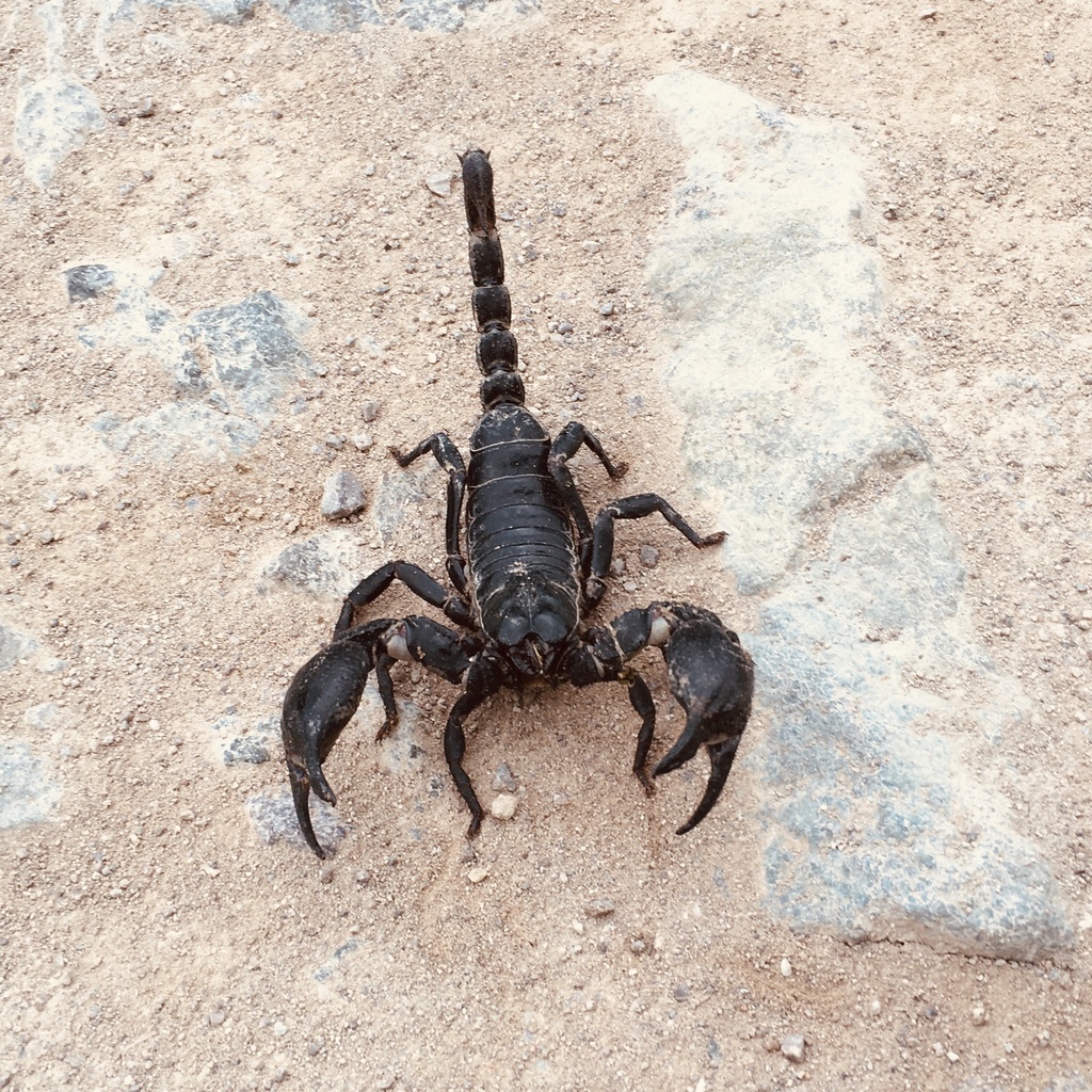 Asian forest scorpions from Attapeu, LA on July 17, 2021 at 05:26 PM by ...