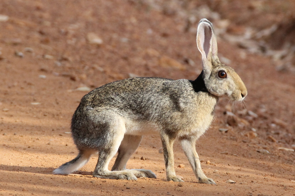 Indian Hare (Lepus nigricollis) - Know Your Mammals