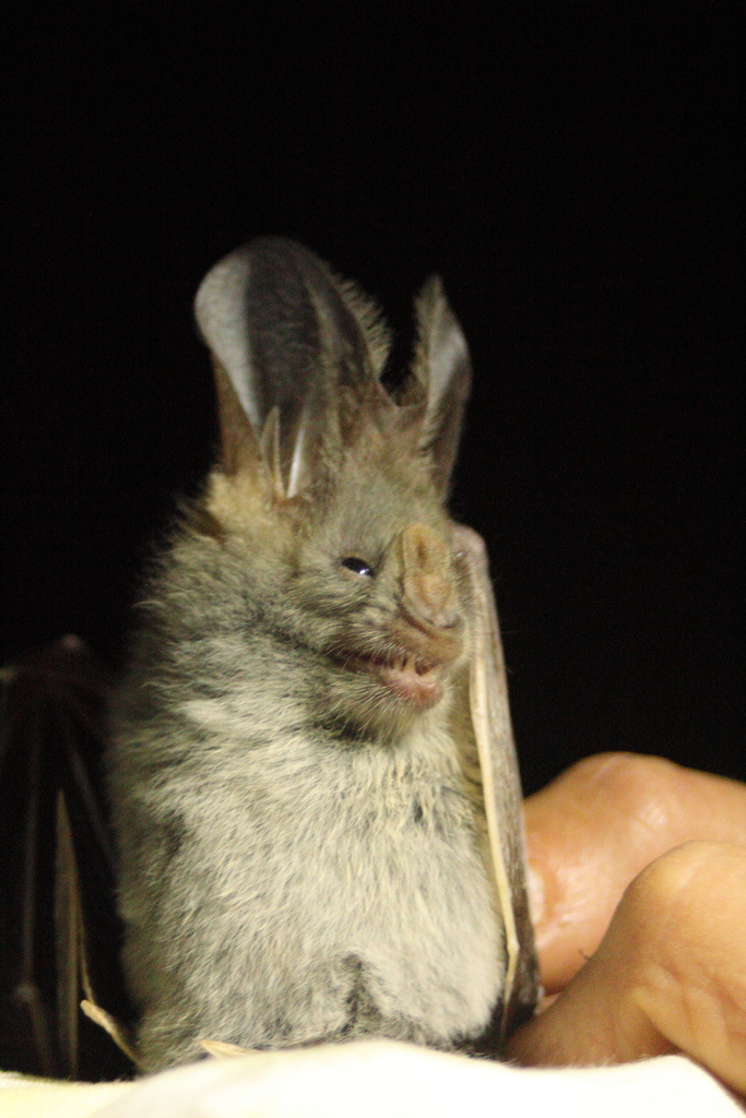Heart-nosed bat (Cardioderma cor) - Know Your Mammals