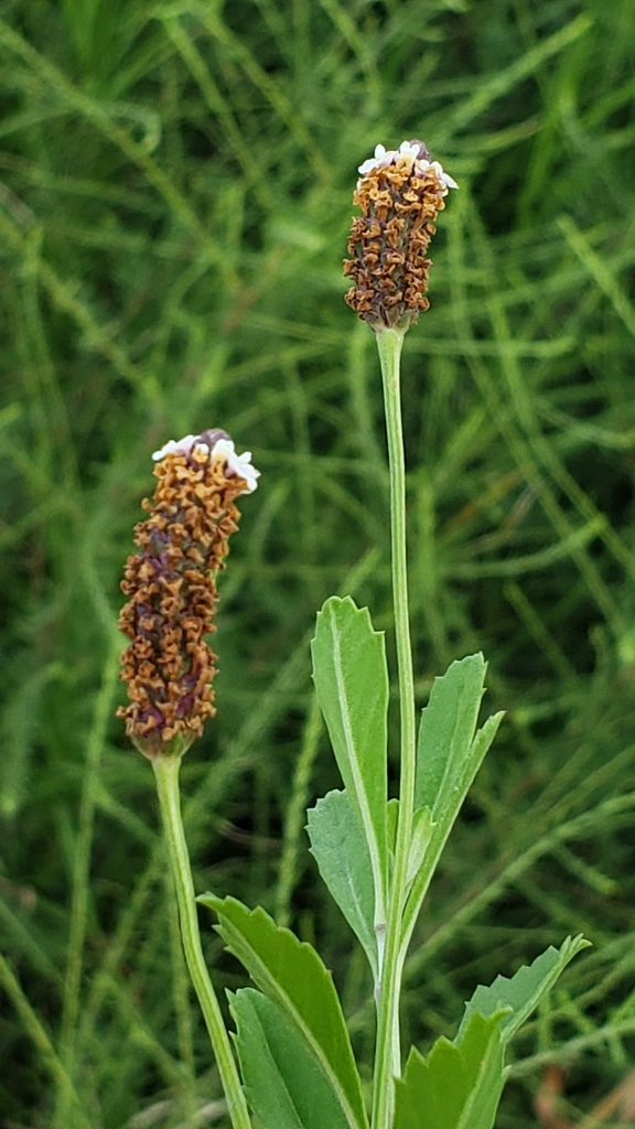 turkey tangle frogfruit from Windsor Park, Austin, TX, USA on July 17 ...