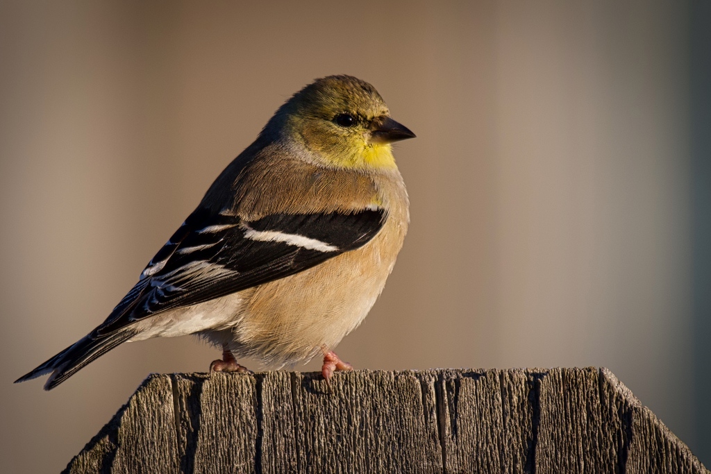 American Goldfinch (Common Birds of the Sacramento Area, CA) · iNaturalist