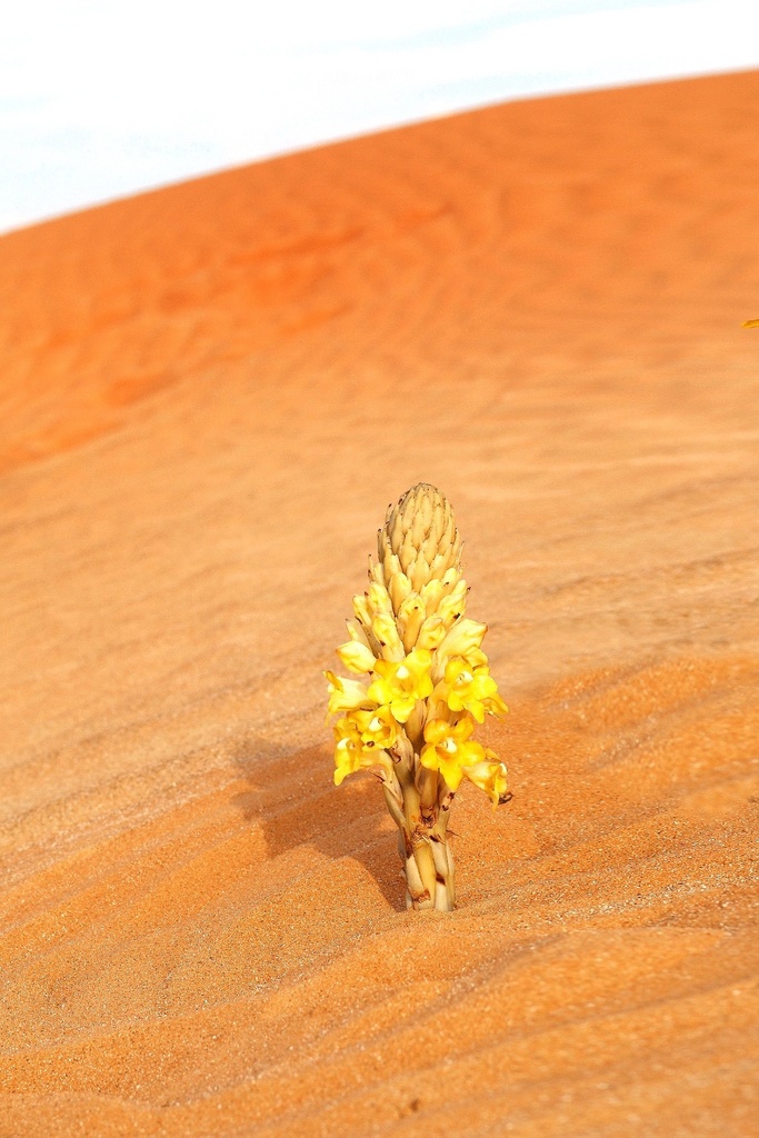 desert hyacinth from Al Buraimi, OM on January 1, 2021 at 03:52 PM by ...