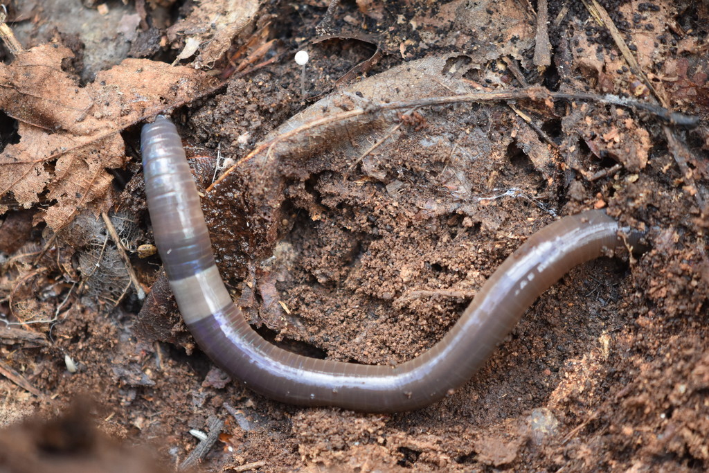 Rustic Jumping Worm from Polk County, AR, USA on March 20, 2018 at 04: ...