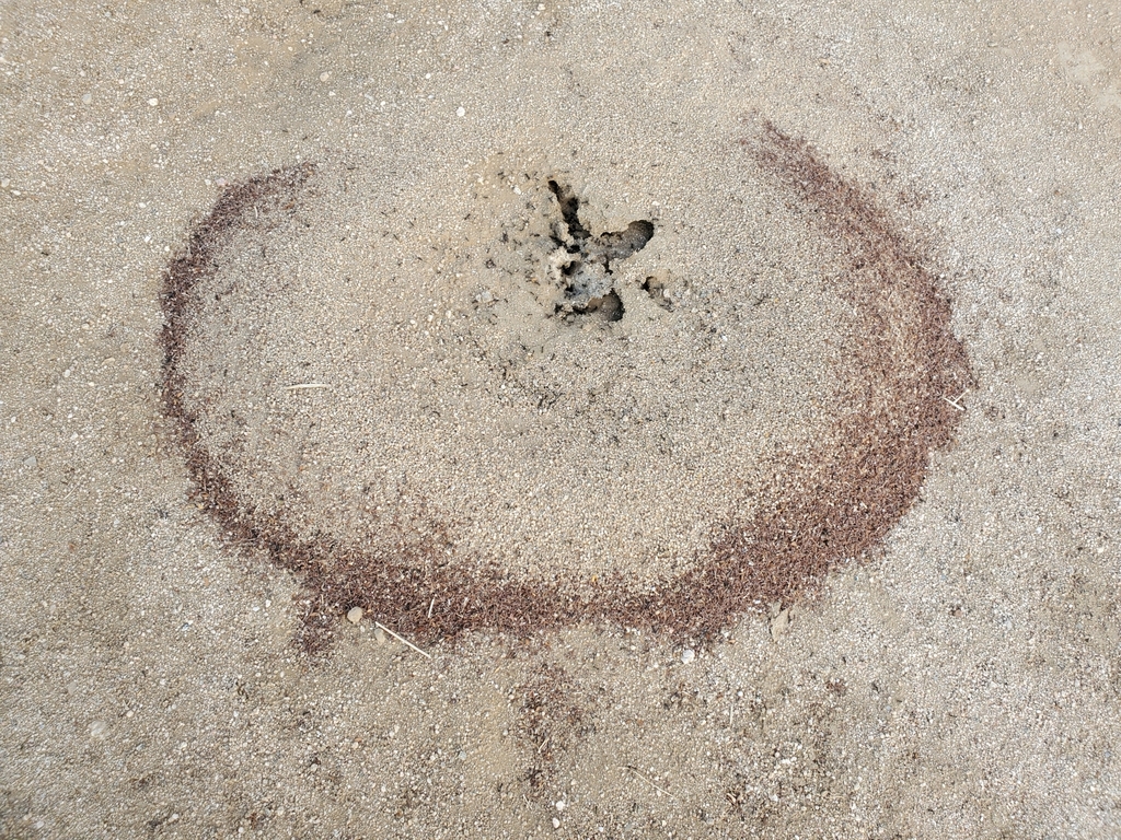 Veromessor pergandei in July 2021 by Jason Dart. Not sure what type of ...