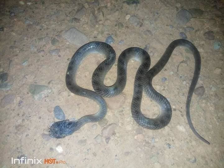 North African Catsnake from تاستيفت، المغرب on May 3, 2021 at 03:01 PM ...