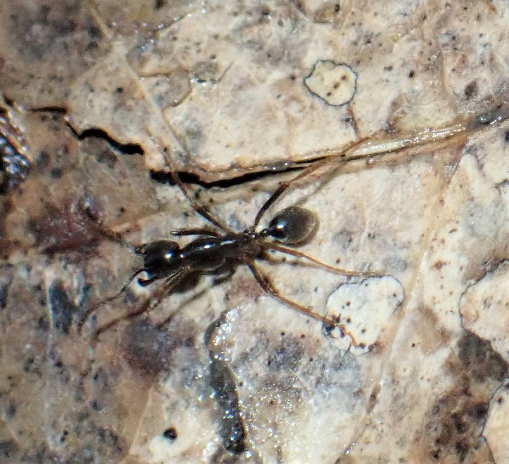 Labidus praedator from Calakmul Municipality, Campeche, Mexico on July ...