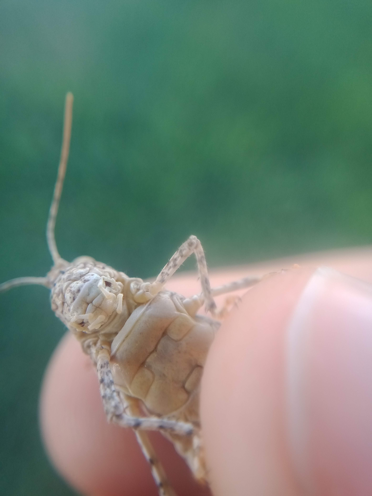 Conozoa sulcifrons (Scudder, 1876)