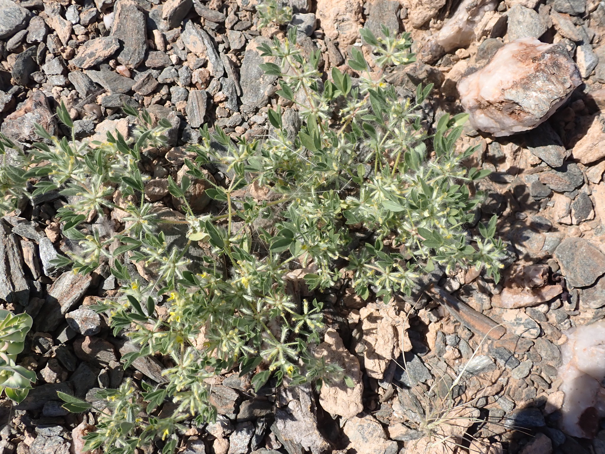 Lotononis platycarpa (Viv.) Pic.Serm.