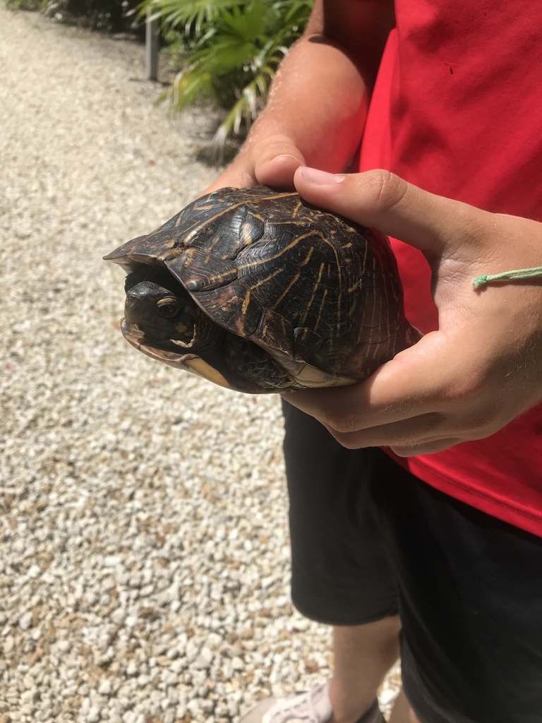 Florida Box Turtle from Vaca Key, Marathon, FL, US on July 17, 2021 at ...