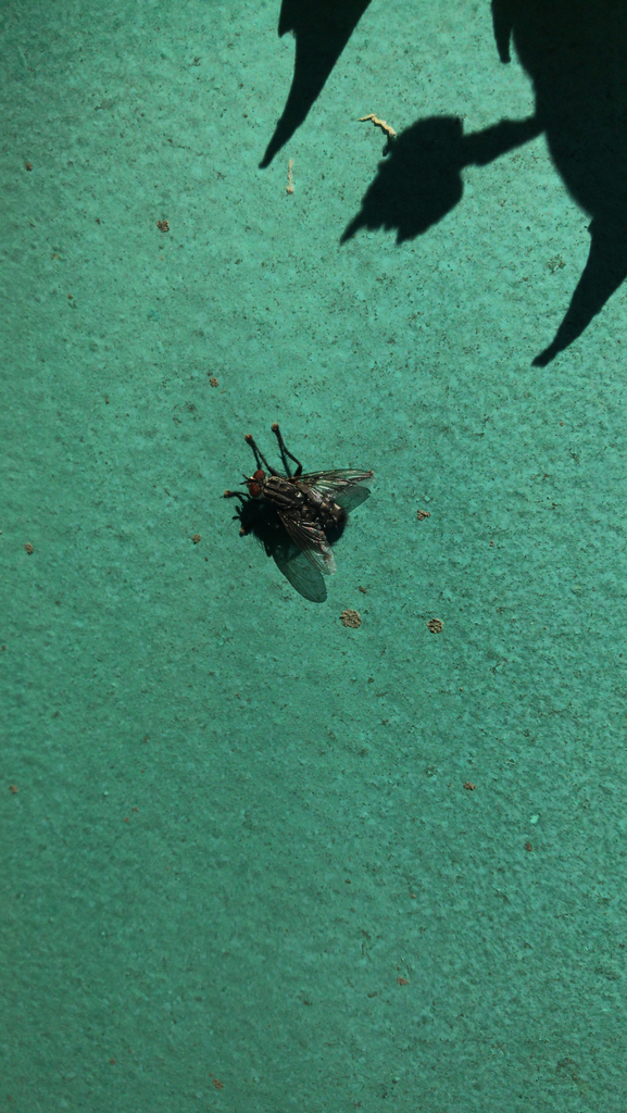 Bot Flies, Blow Flies, and Allies from Myskhako on July 11, 2021 at 04: ...