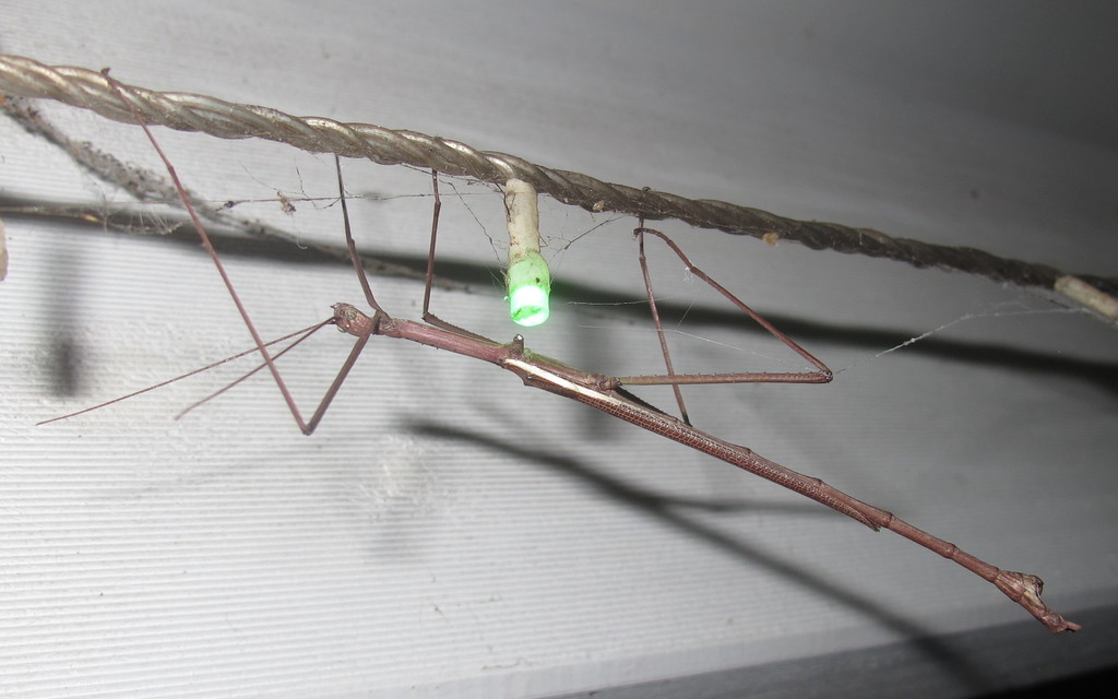 Margin-winged Stick Insect from Sunshine Coast QLD, Australia on March ...