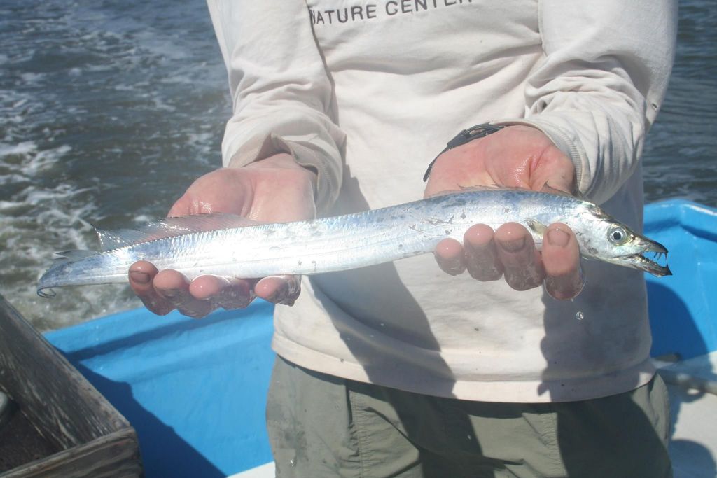 Largehead Hairtail (Trichiurus lepturus) - Marine Life Identification