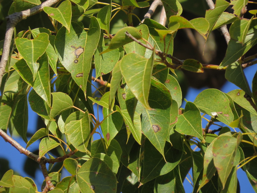 kurrajong (Brachychiton populneus) - Botanical Realm
