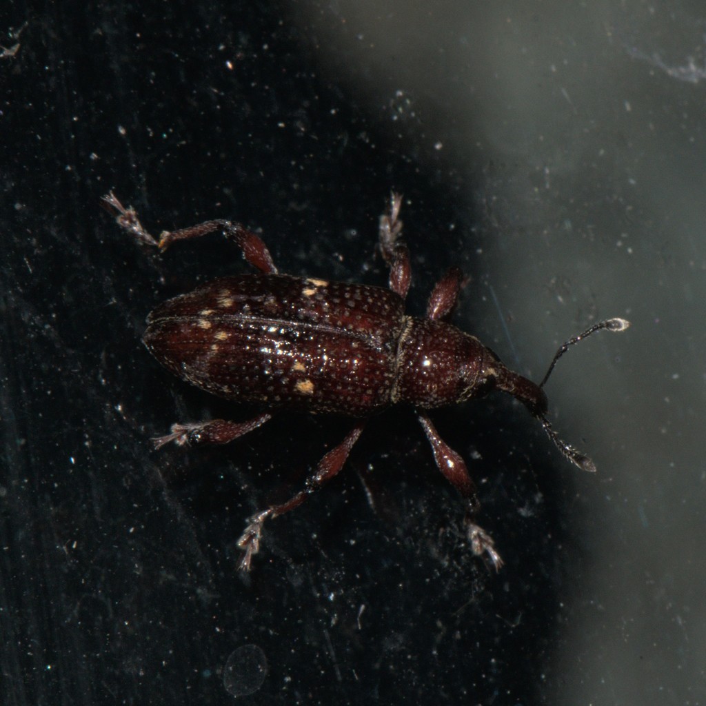 Pagiophloeus fletcheri from Sarmoli, Munsyari, Uttarakhand 262554 ...