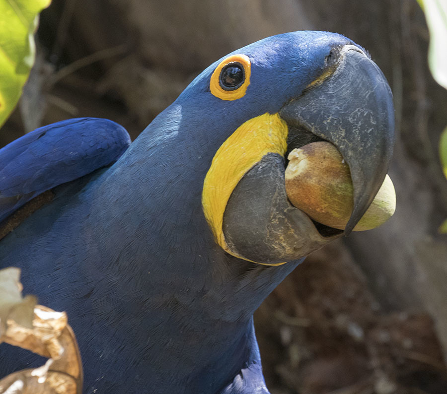 Parrots (Psittaciformes) - Avian Discovery