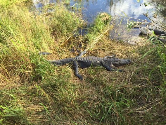 American Alligator from Everglades National Park, Homestead, FL, US on ...