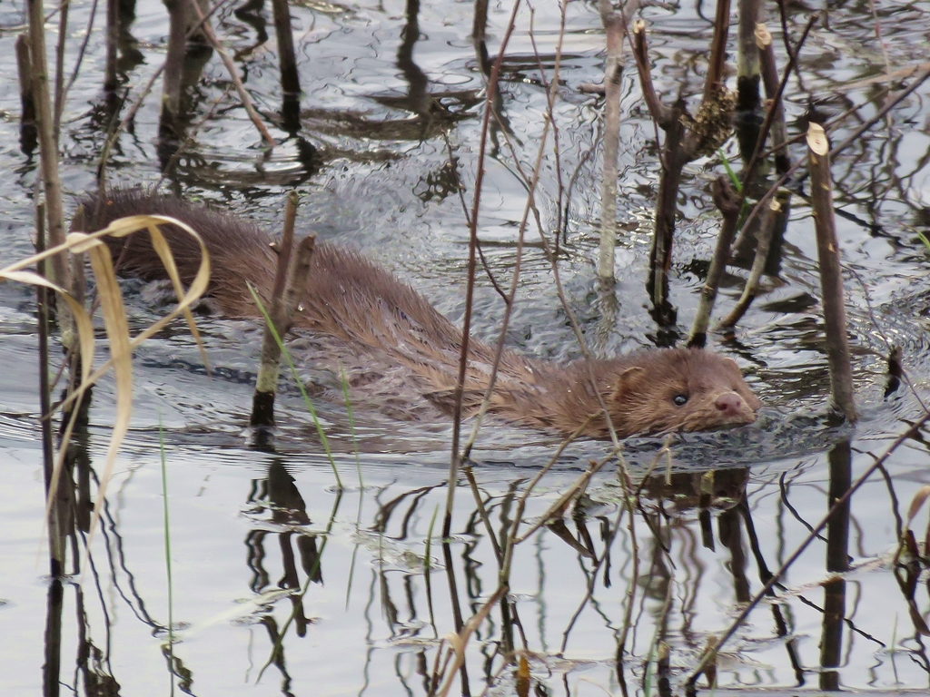 American Mink from King County, WA, USA on March 18, 2018 at 03:32 PM ...