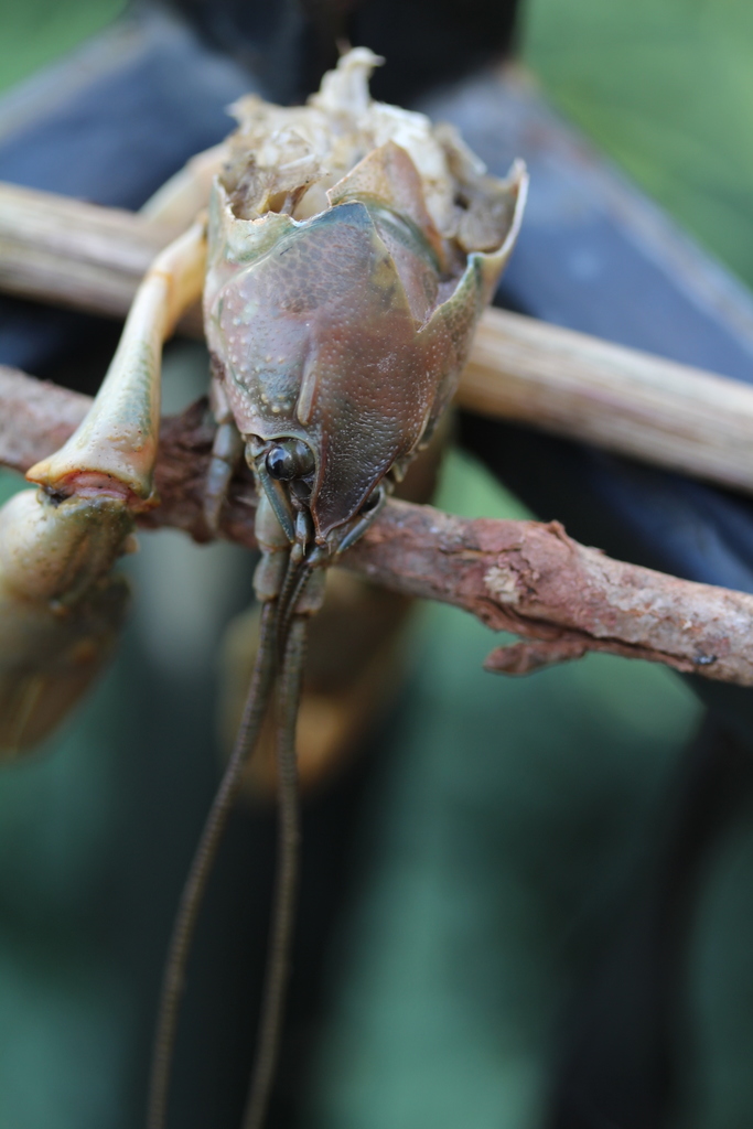 Big Water Crayfish from Lynn Valley Trails, Simcoe, ON N3Y 4K2, Canada ...