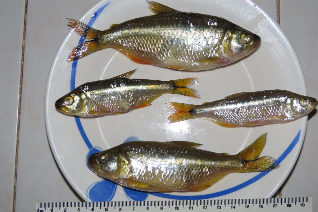 pepesca de Catemaco (Animales endémicos del Estado de Veracruz ...