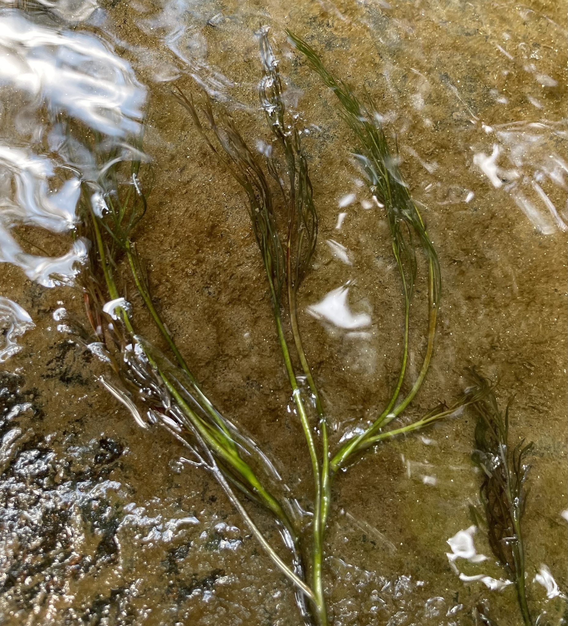 Podostemum ceratophyllum Michx.