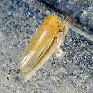 Dalbulus DeLong, 1950