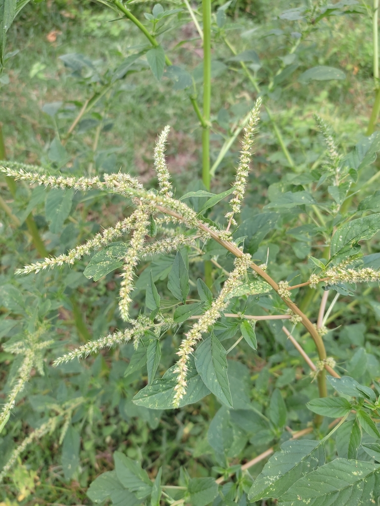 (Amaranthus hybridus) - Botanical Realm