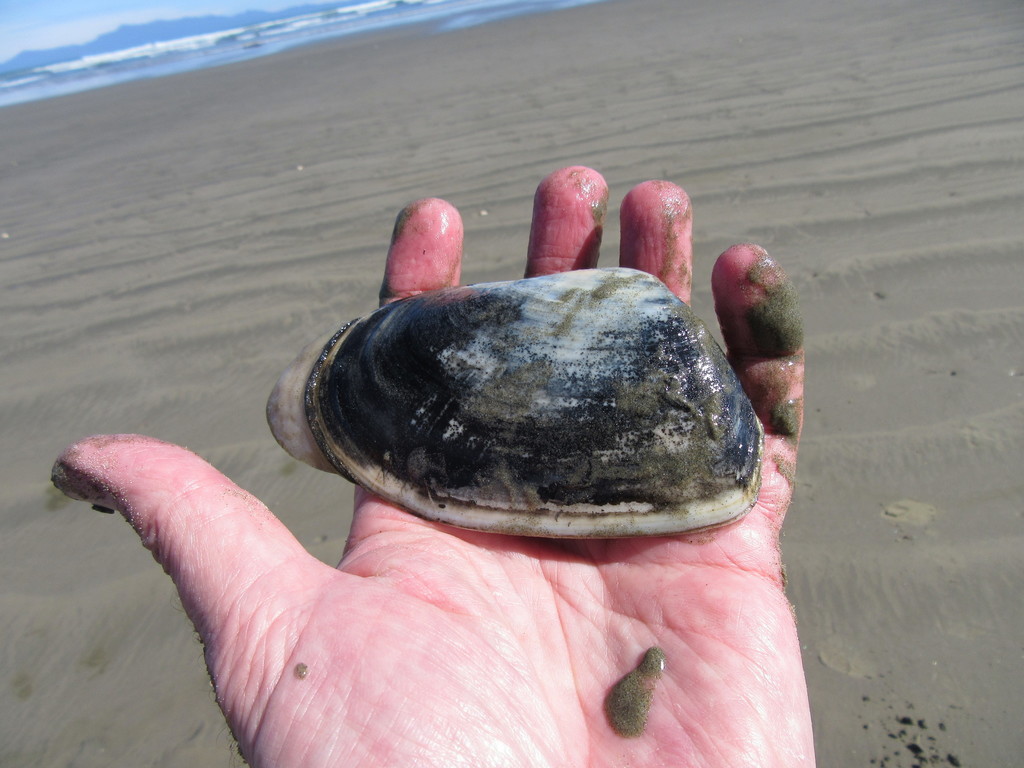 Paphies ventricosa from Oreti Beach 9879, New Zealand on March 24, 2018 ...