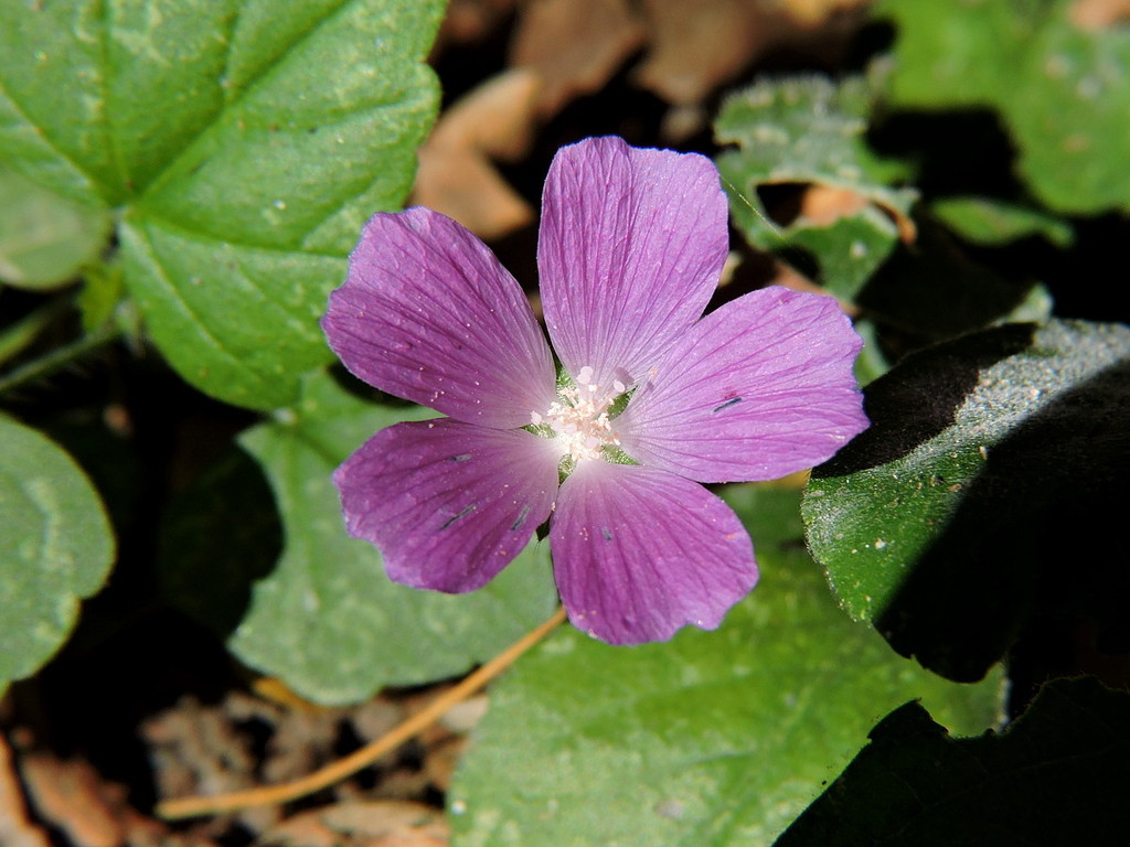 violettas from Yelapa, Jalisco, Mexico on December 24, 2014 by Cheryl ...