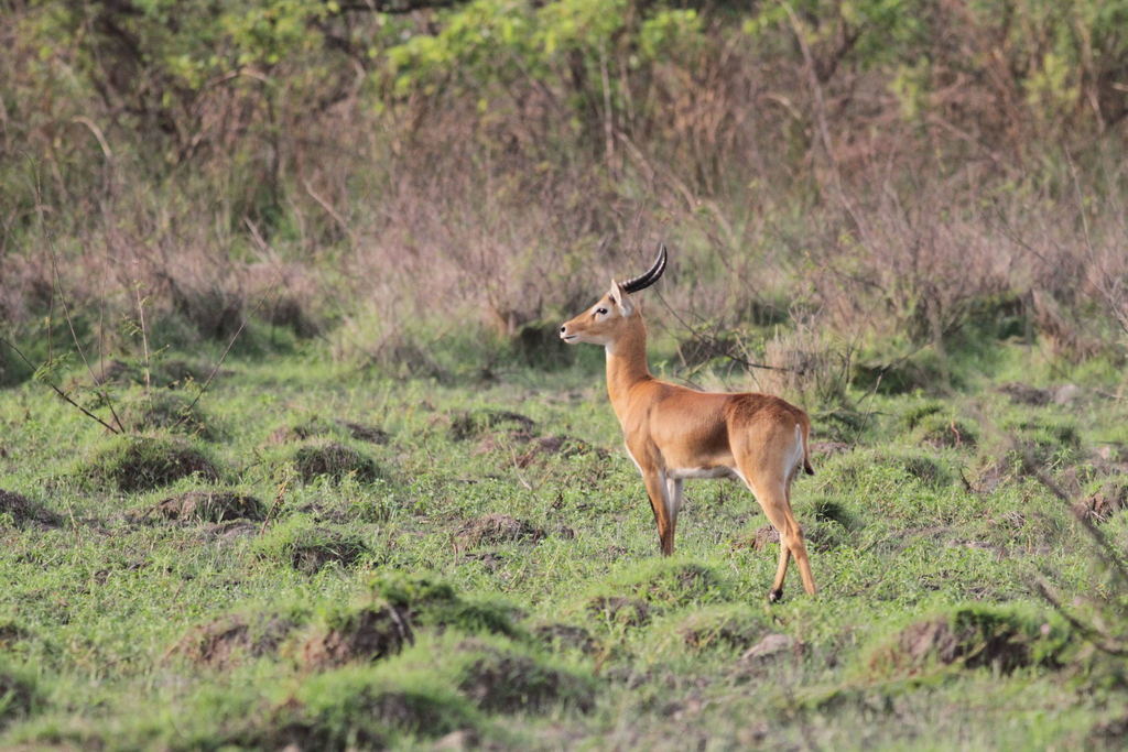 Ugandan Kob from Nagero, Democratic Republic of the Congo on March 18 ...