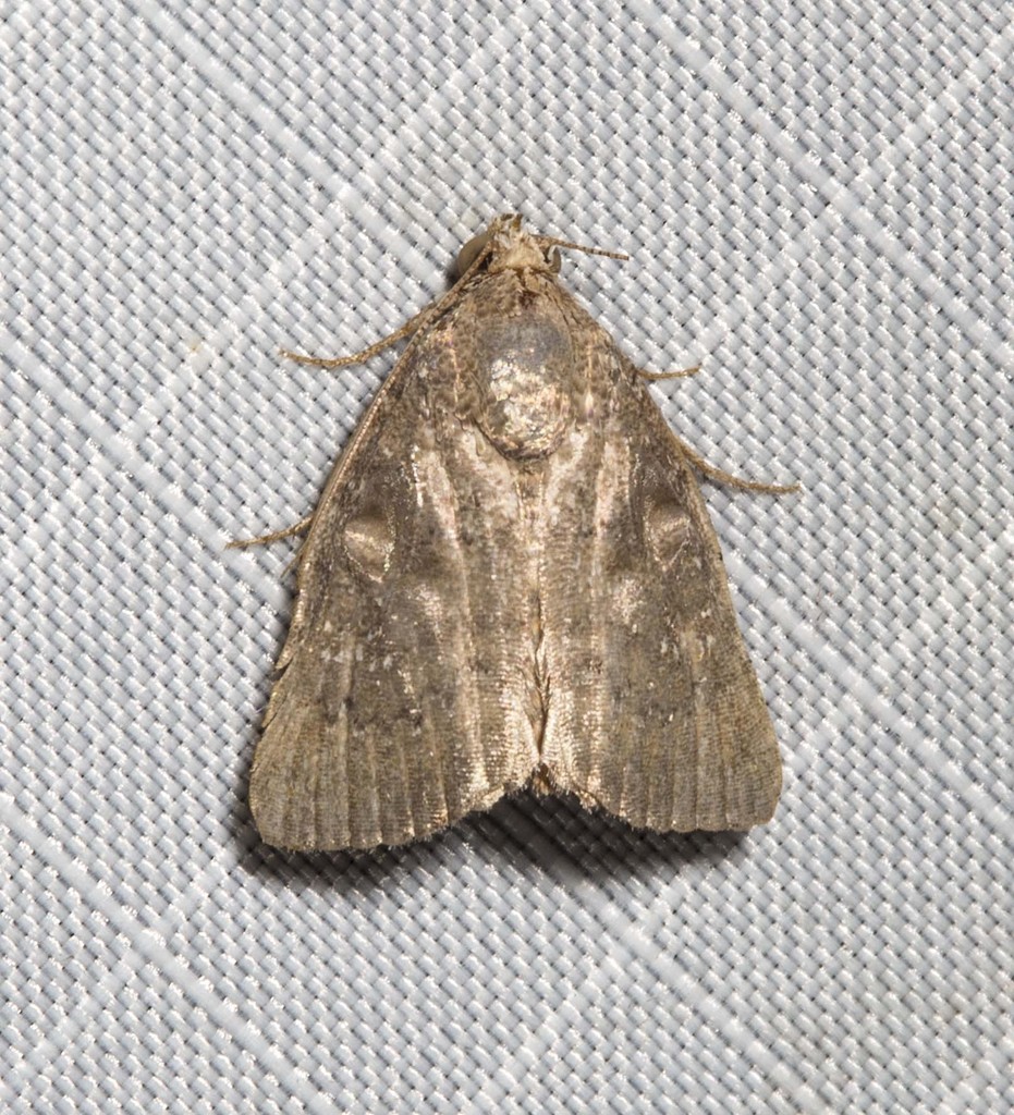 Ilima Moth (Lepidoptera of the Sunshine Coast) · iNaturalist