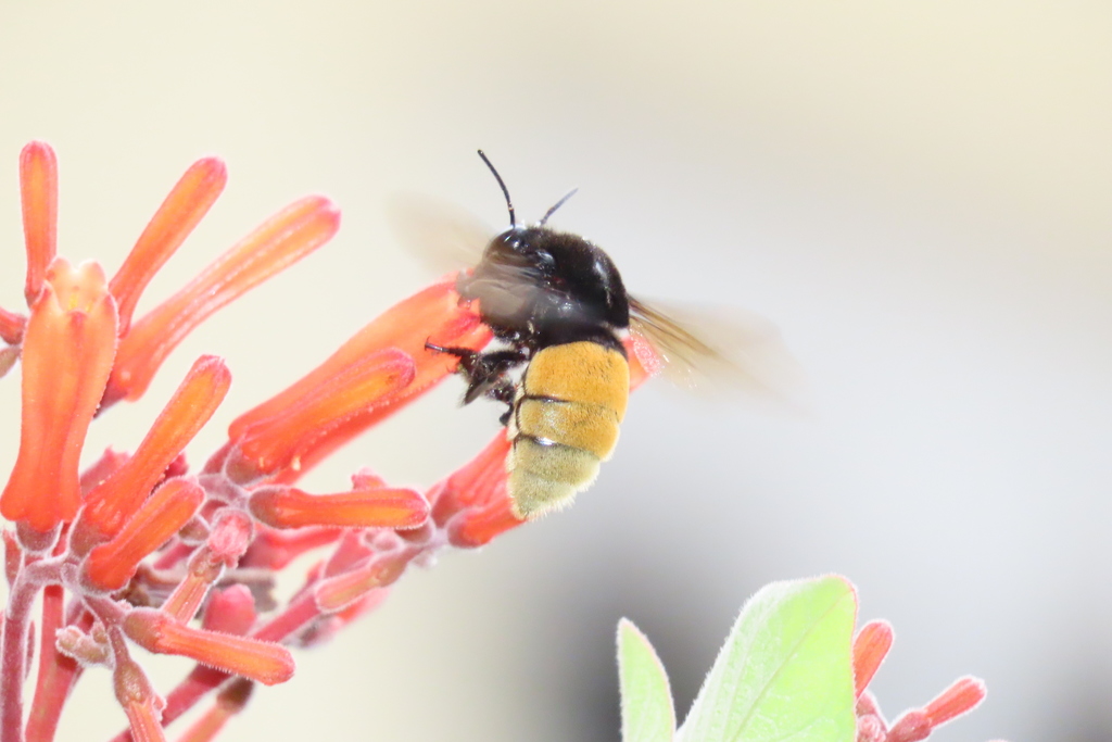 Eulaema polychroma from Don Pedro, 95870 Catemaco, Ver., México on ...