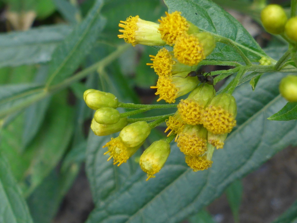 Neurolaena lobata from Osa, CR-PU, CR on February 06, 2018 at 12:22 PM ...