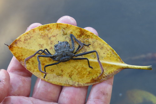 Genus Neodorippe · iNaturalist