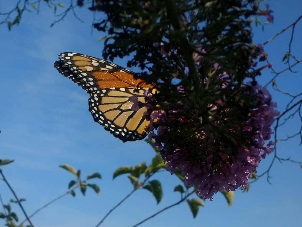 Monarch in July 2021 by Pam Phillips. On buddleia. First Monarch of the ...