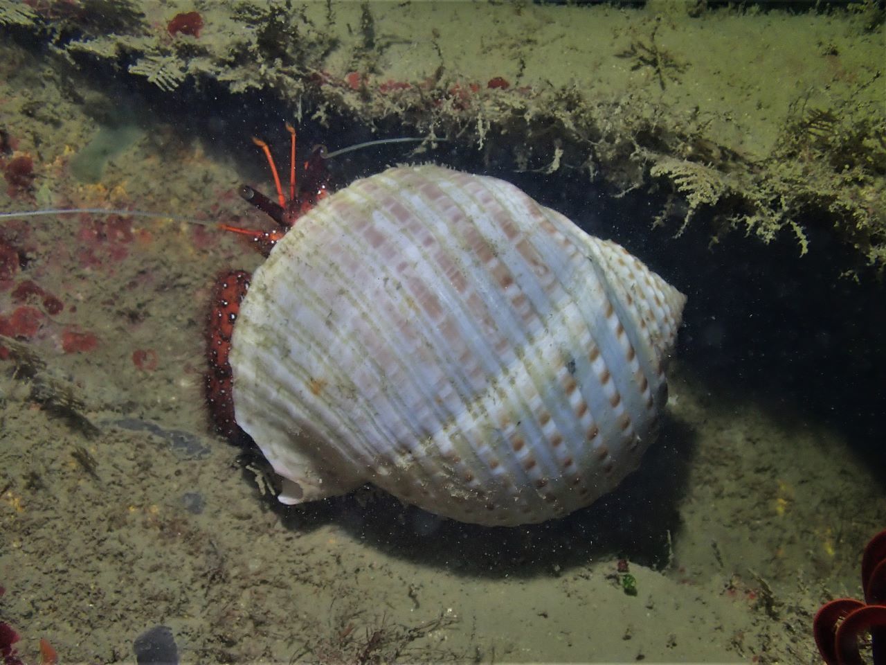 Tonna dolium (Linnaeus, 1758)