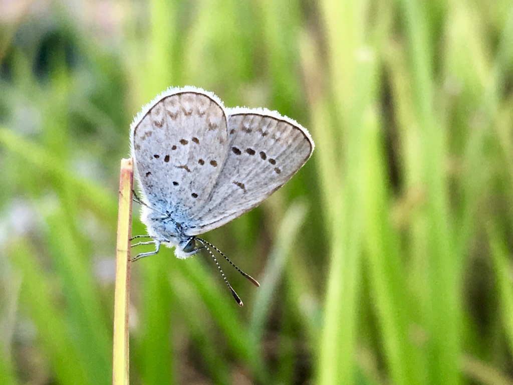 Lesser Grass Blue from Birch Street, Cebu City, Cebu, PH on February 18 ...