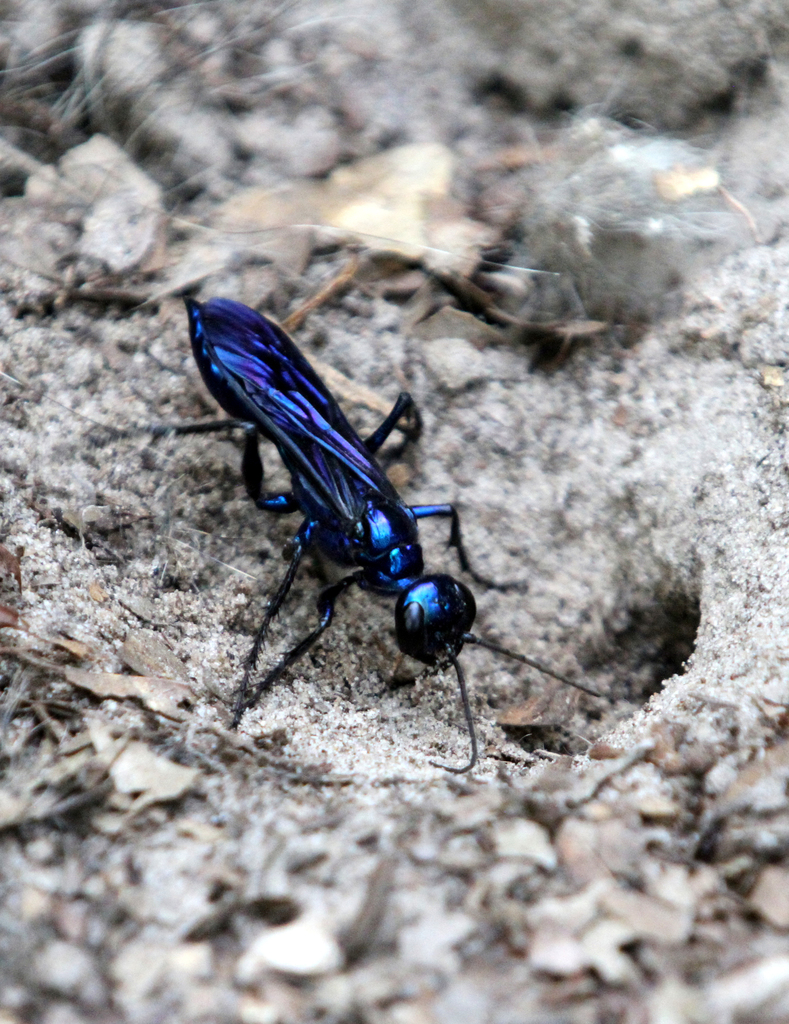 Steel-blue Cricket-hunter Wasp from Smith County, TX, USA on July 17 ...