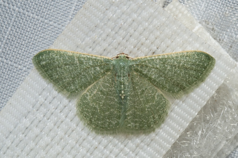 Emerald Moths from Satara Rest Camp, Kruger National Park on October 21 ...